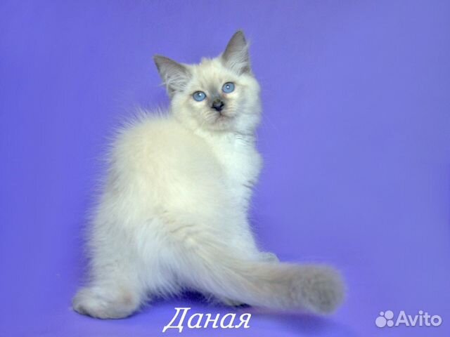 Невский маскарадный котенок Даная