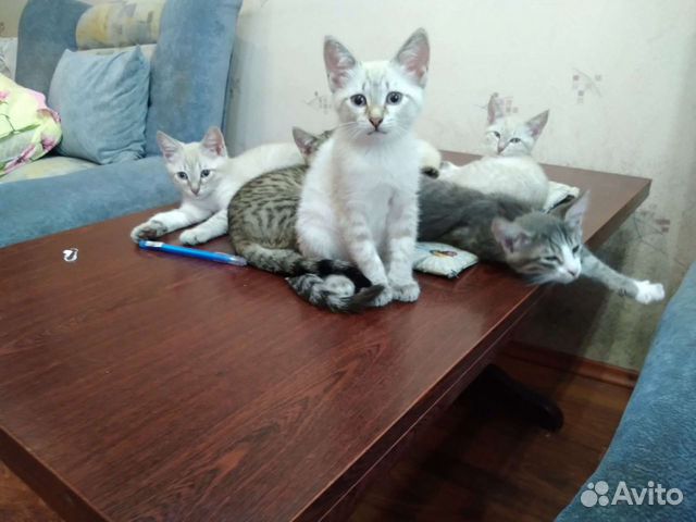 Котята