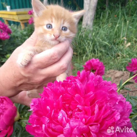 Котята бесплатно