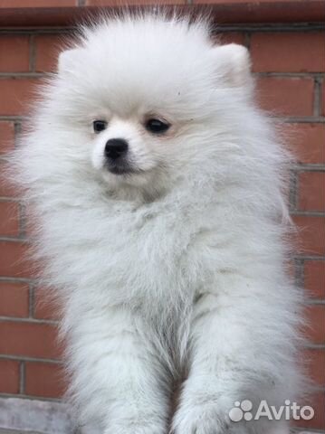 Шпиц белая сука