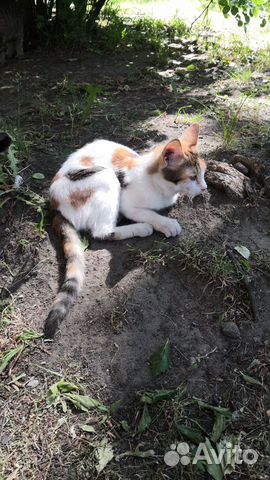 Отдам бесплатно чудесную кошеньку