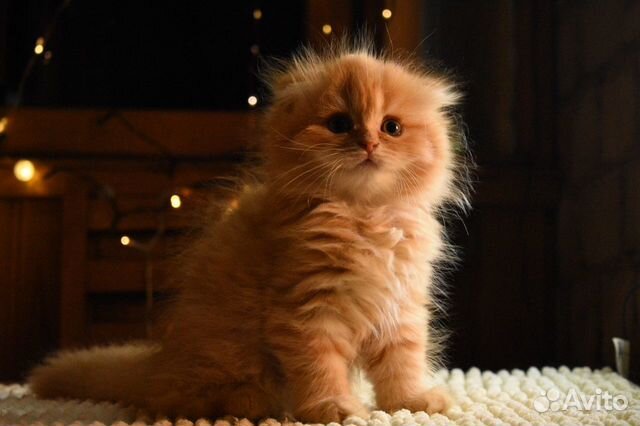 Хайленд Фолд, рыжий мальчик