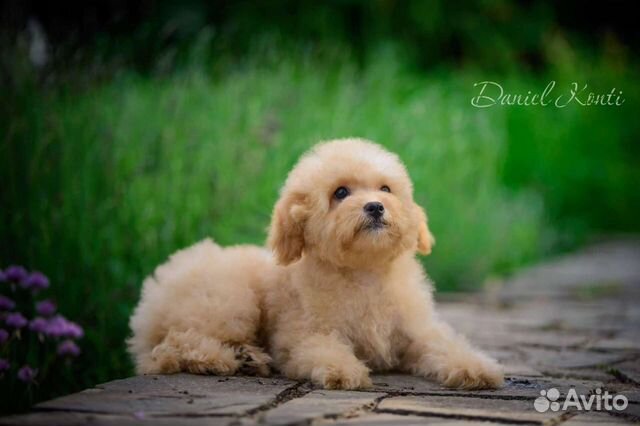 Мальтипу мальчик красавчик