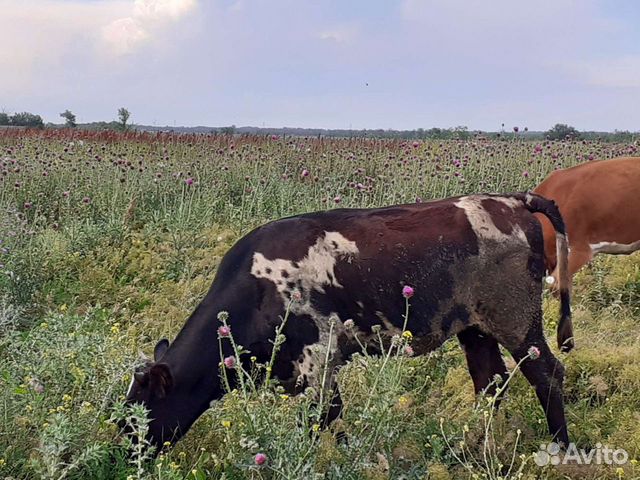 Тёлка, корова