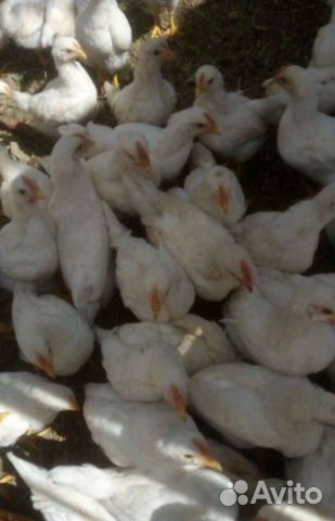 Петушки цеплята