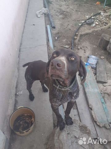 Курцхаар. Отдадим породитого кабеля в хорошие руки