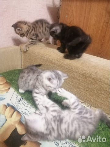 Британские котята