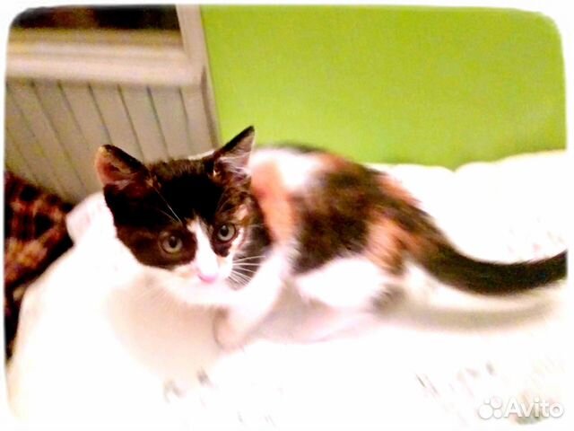 Малышка трёхцветочка в добрые руки