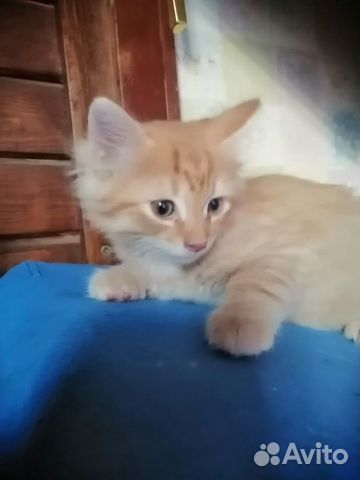 Рыжий котенок мальчик