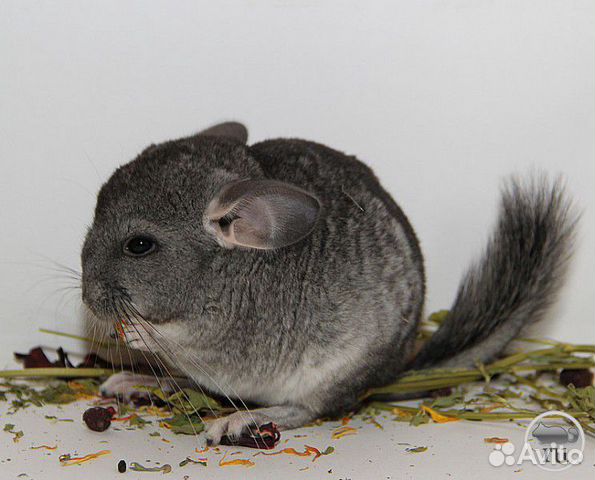 Шиншилла, 3 месяца