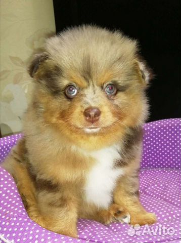 Необыкновенный красавец