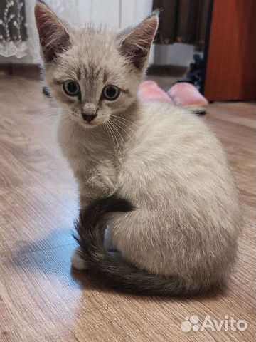 Хорошенький котенок