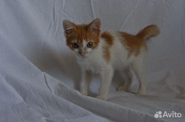 Котенок Морковка в дар