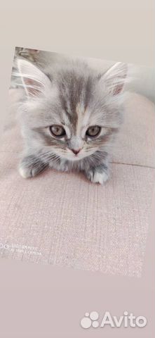 Британские котятат бесплатно