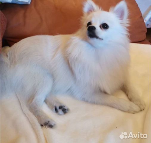 Девочка Белоснежка, малый шпиц