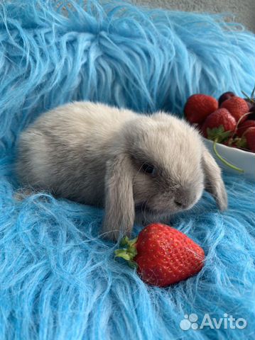 Карликовый вислоухий крольчонок сиамский
