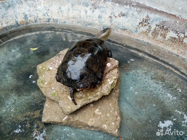 Болотная черепаха