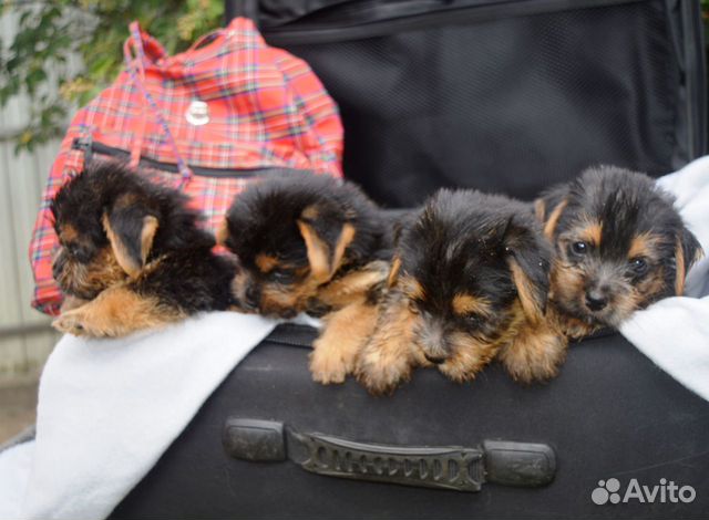 Норфолк терьера щенки