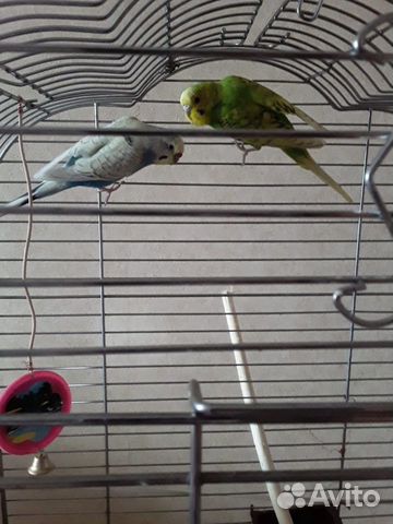 Попугай 2 шт
