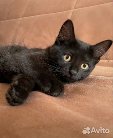 Черный котенок