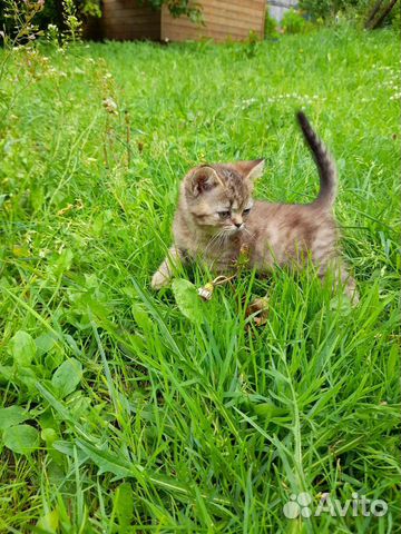 Котёнок