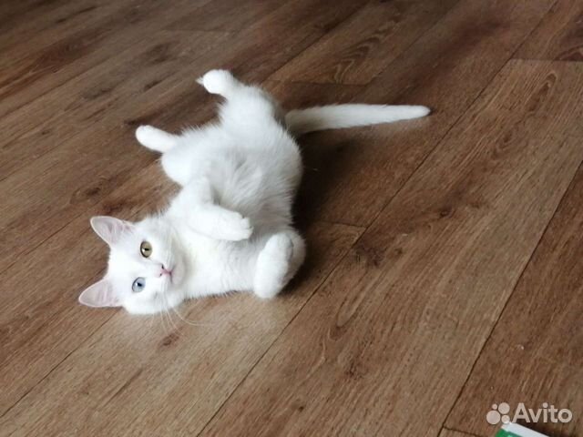 Кошка разноглазая