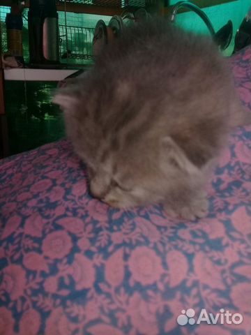 Котенок Пират