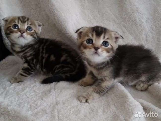 Шотландские вислоухие котята