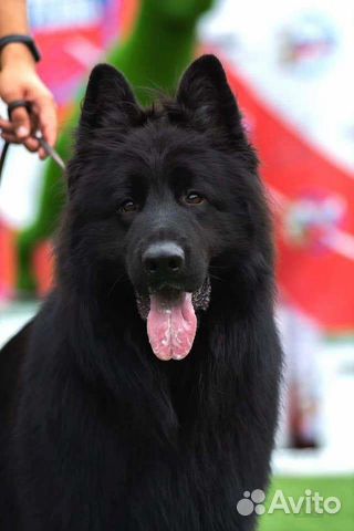 Щенки от шикарных производителей