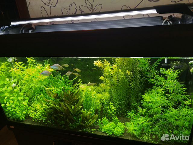 Аквариумные растения (прополка)