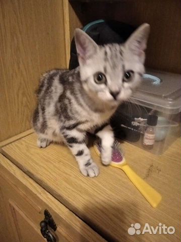 Котенок чистокровный британец, кличка Симпа