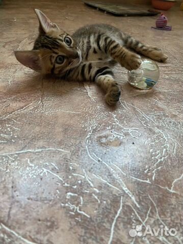 Бенгальские котята