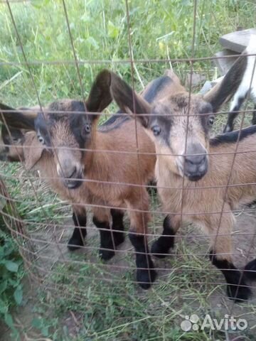 Козочки Альпо-чешские