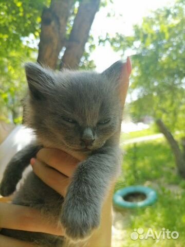 Кот 1.5 месяца