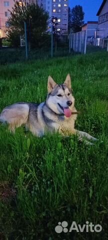 Собаки бесплатно в добрые руки