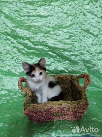 Котята в добрые руки даром