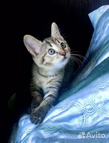 Кошечка Пиппа