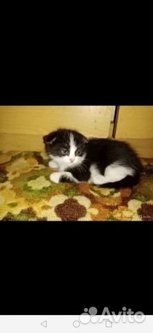 Котята