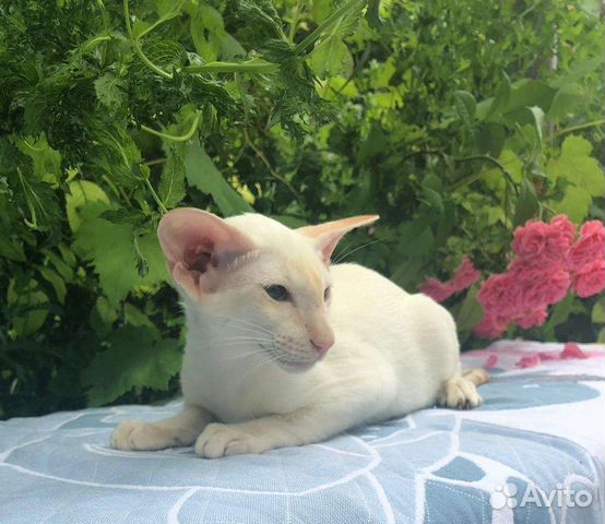 Ориентальные котята