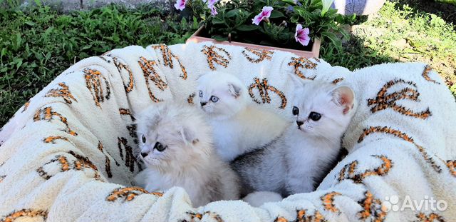 Продам миленьких котят:)