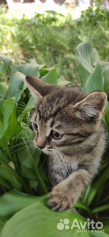 Кошки в добрые руки бесплатно