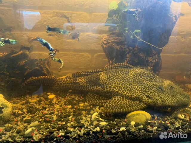 Анциструс птеригоплихт