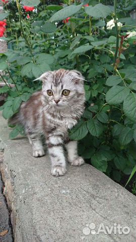 Шотландская вислоухая кошка