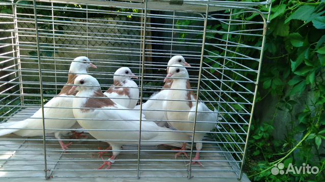 Голуби. Желтые гривуны