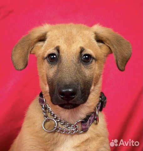 Снупи бровки домиком щенок в дар