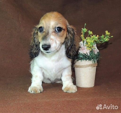 Девочка кролик пайболд