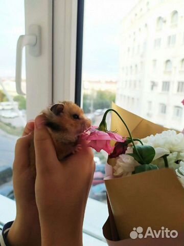 Сирийский хомяк с клеткой