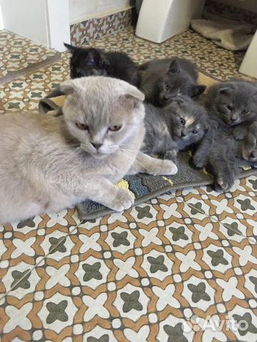 Котята бесплатно