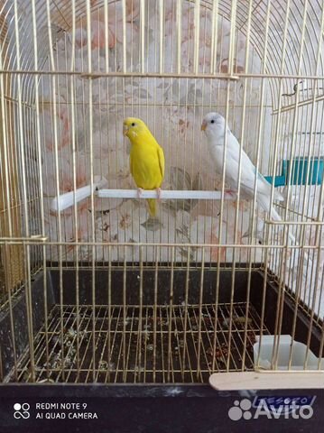 Пара волнистых попугаев