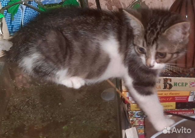 Котята девочки